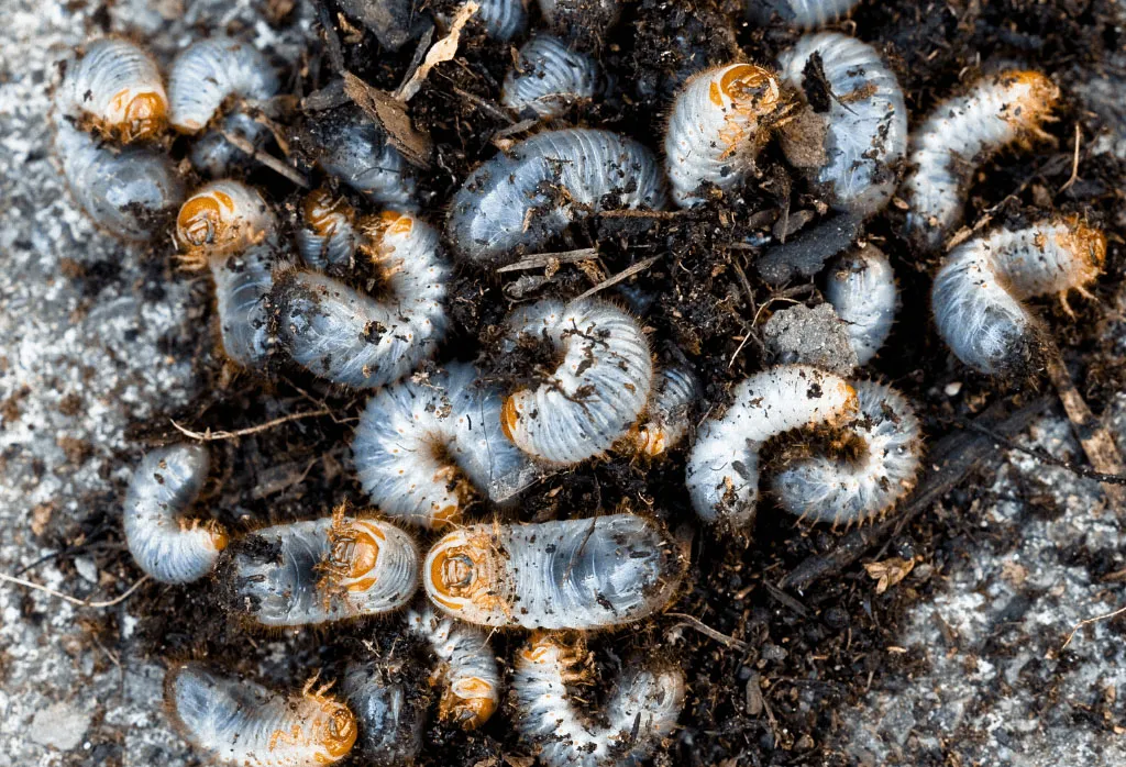 Grub and Surface Insect Control | Hometurf Lawn Care